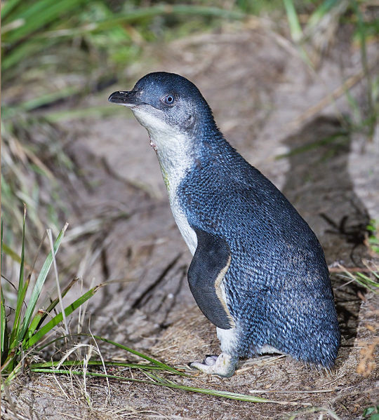 Little Penguins being abducted and turned into pets – Desdemona Despair